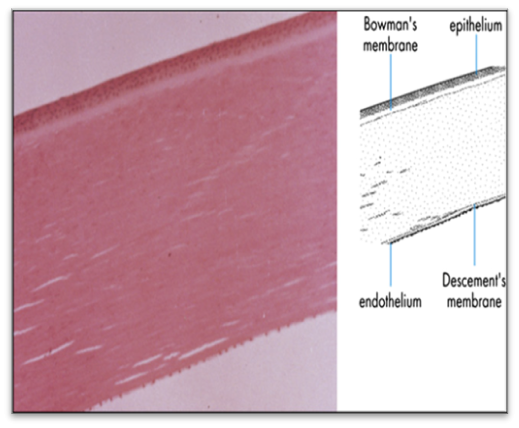 The Effect of Gonadotropines Changes In Polycystic Ovarian Syndrom ...